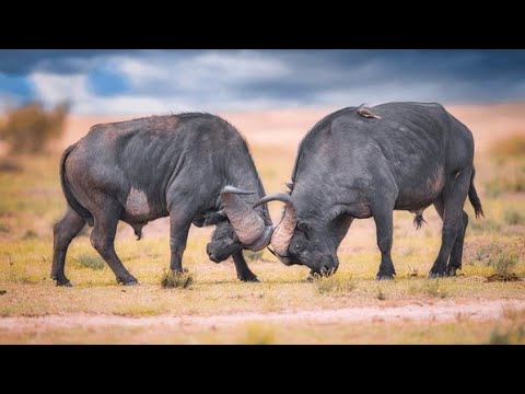 Buffalo sounds and photos🐃 - YouTube