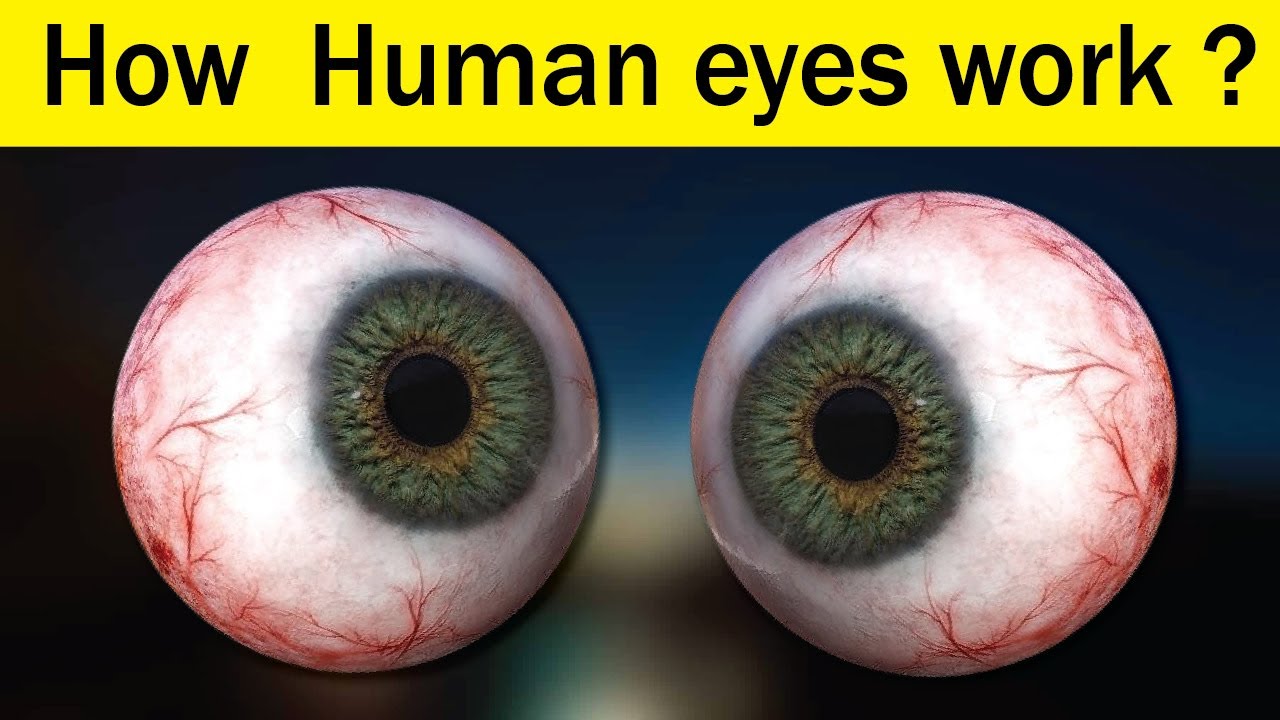 हम देख कैसे पाते हैं / working of human eyes / 3d Animation - YouTube