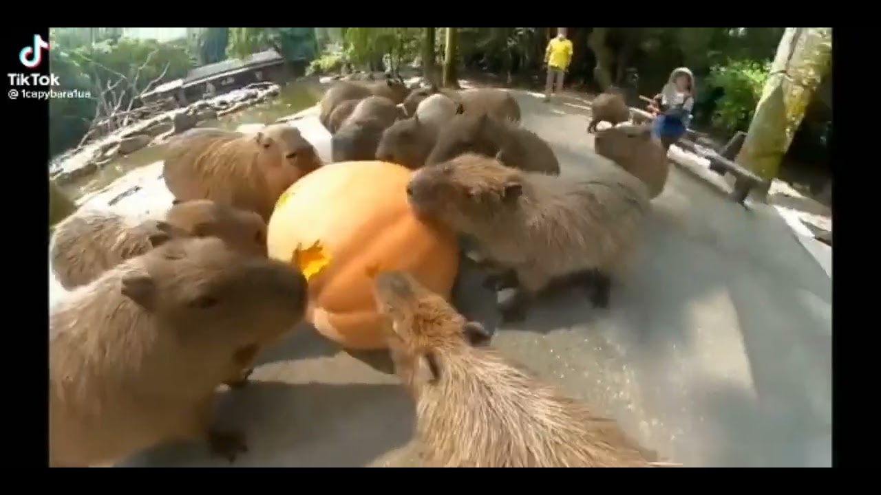 capybara - YouTube