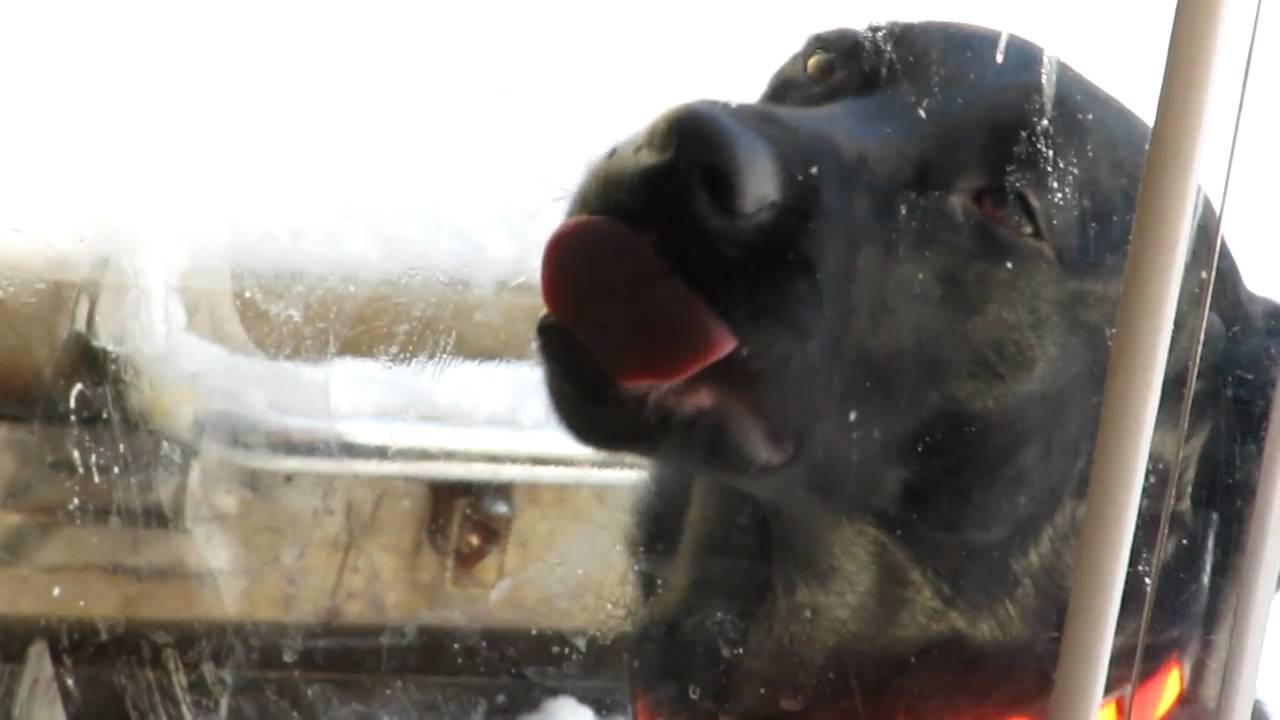Funny Dog Tries To Bite Window - YouTube