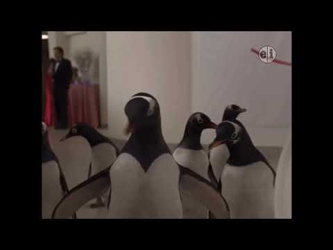 Mr. Popper’s Penguins - Are Those Penguins/Surfing the Guggenheim - Film Clip (PBS Version)