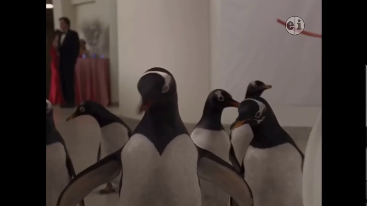 Mr. Popper’s Penguins - Are Those Penguins/Surfing the Guggenheim ...