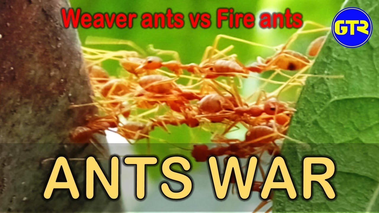 Ants War - Weaver Ant vs Fire Ant - Perang Semut Rangrang vs Semut Api ...