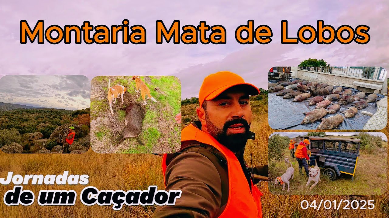 Montaria ao Javali Mata de Lobos 04/01/2025 - YouTube