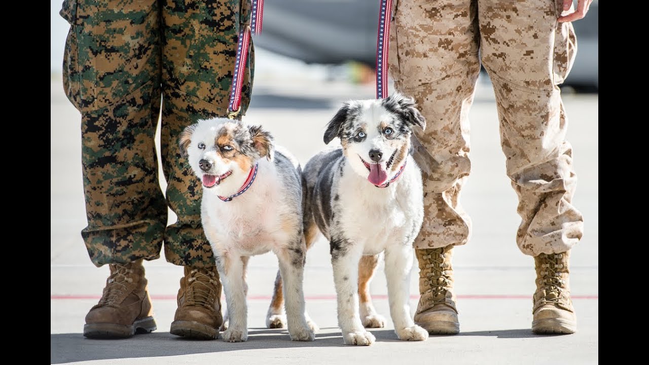 Meet Dogs on Deployment, a nonprofit that takes care of pets while ...