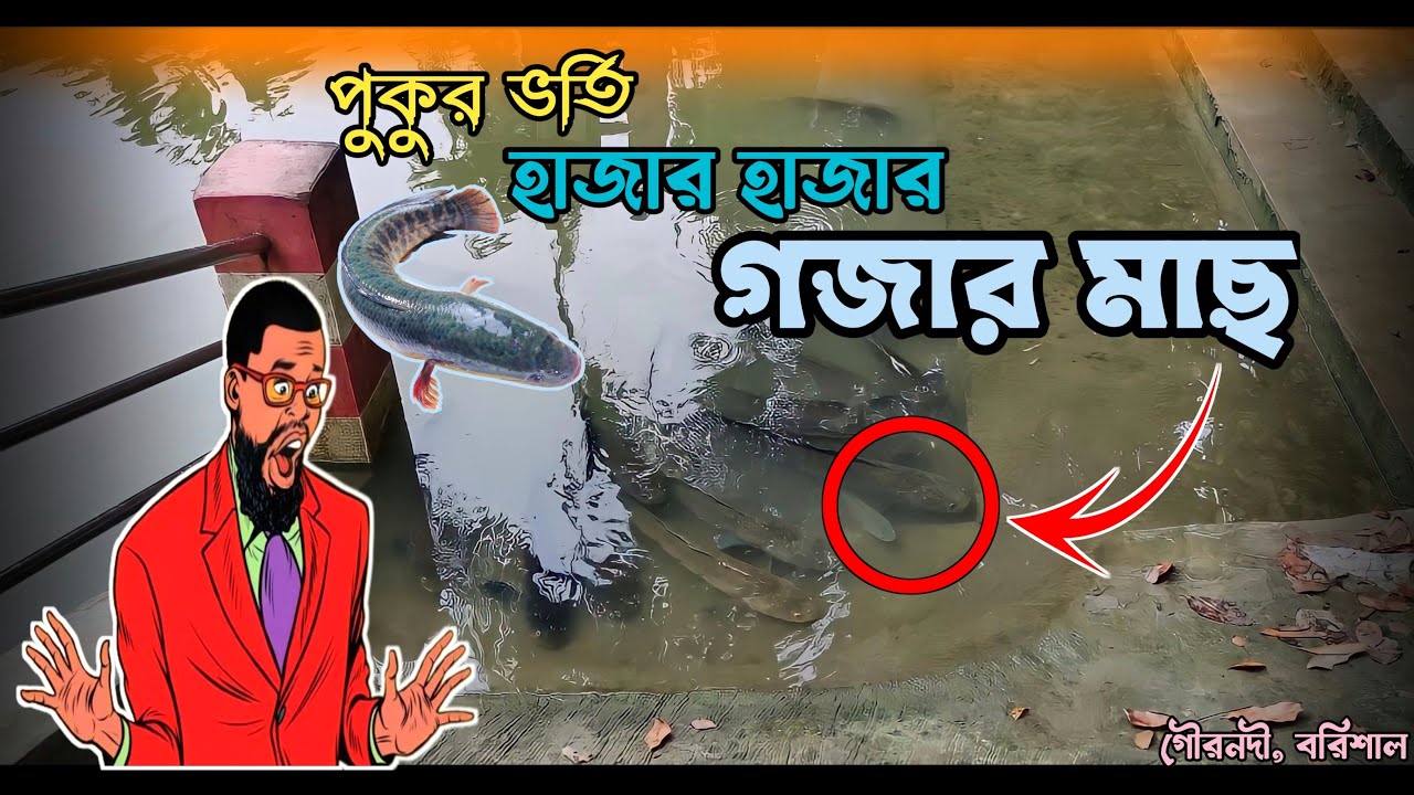 বিশাল বড় বড় গজার মাছ ভর্তি বরিশালের এই পুকুর || ধানডোবা, গৌরনদী ...