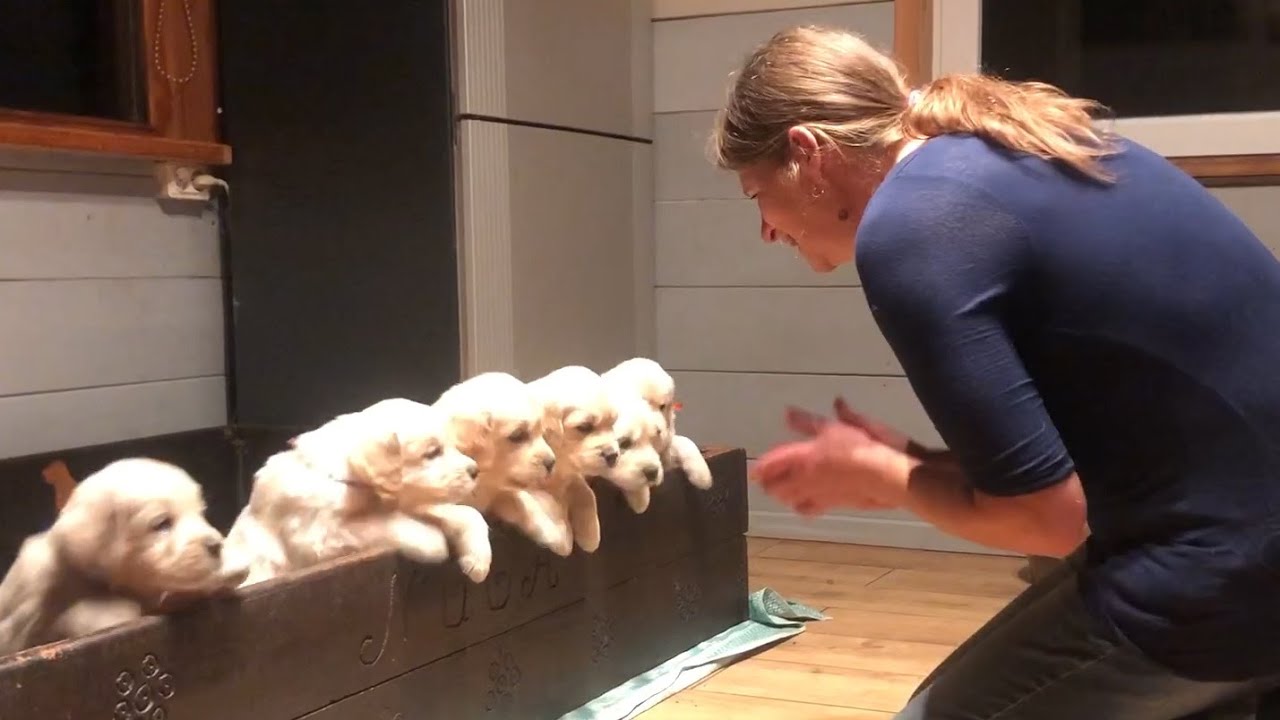 Homestead dog kennel. Life with Golden Retrievers - YouTube