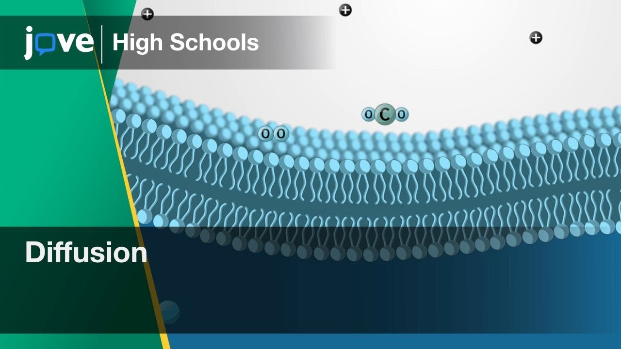 Diffusion | Bio | Video Textbooks - Preview - YouTube