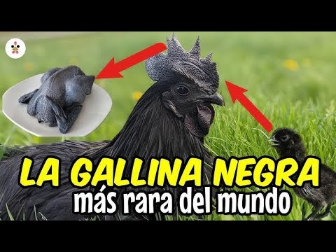 LA GALLINA MAS RARA DEL MUNDO!!! AYAM CEMANI!!! - YouTube