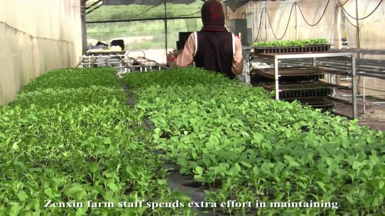 ZENXIN ORGANIC FOOD - YouTube