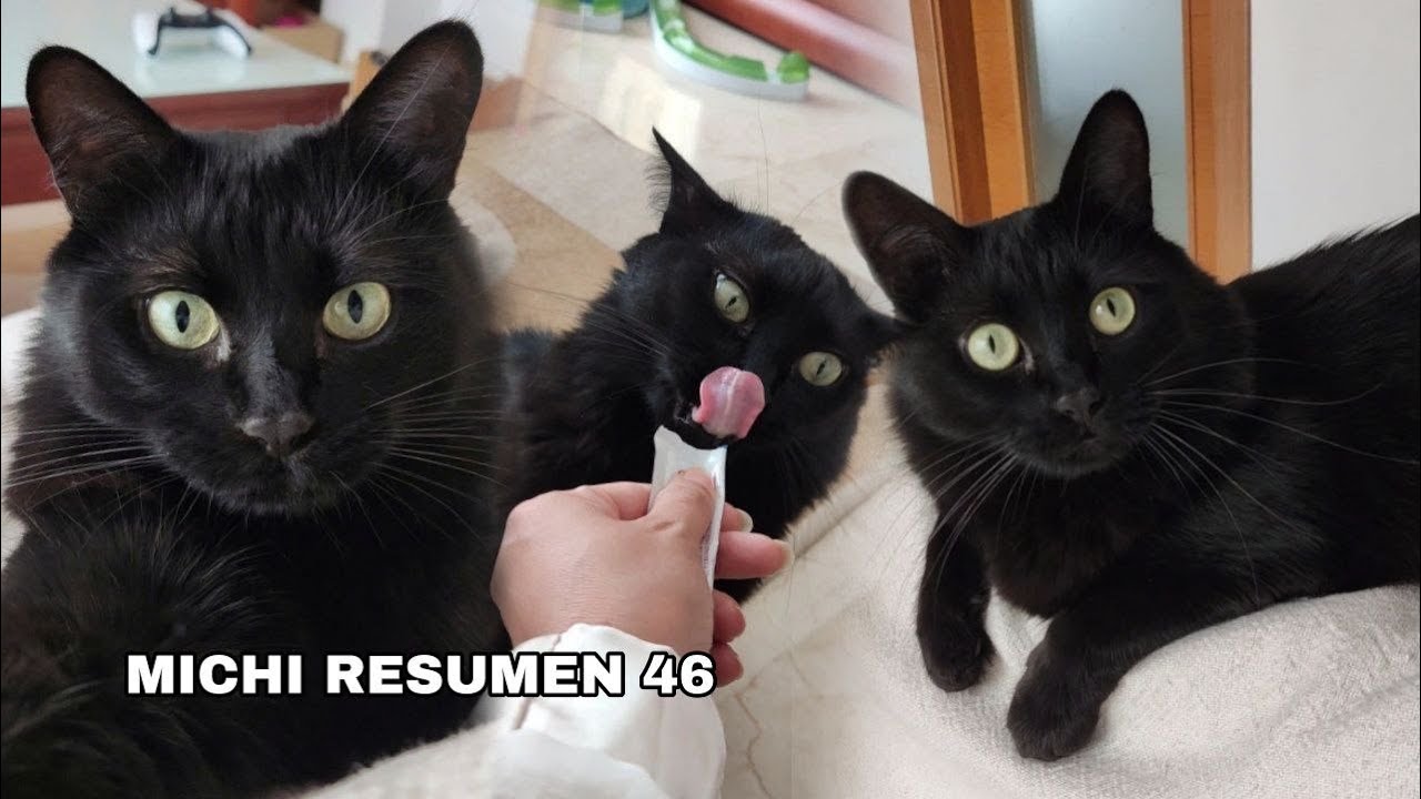 MICHI RESUMEN 46. Recopilatorio de la semana - YouTube