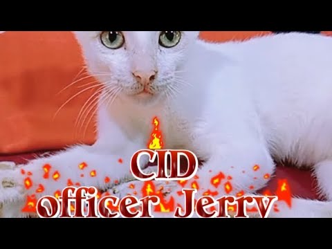 CID officer jerry 😹 #minivlog #catvlog #cat #catlovers #catshorts #fypシ ...
