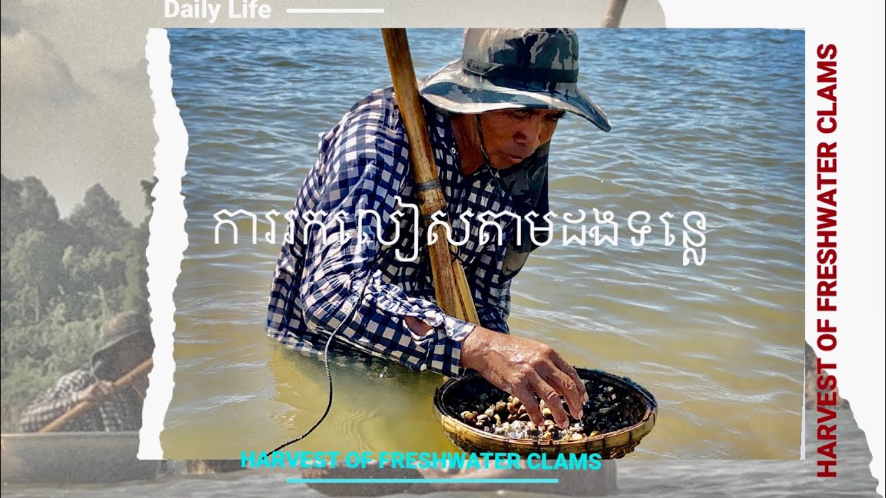 Harvest of Freshwater Clams, ការរកលៀសតាមដងទន្លេ - YouTube