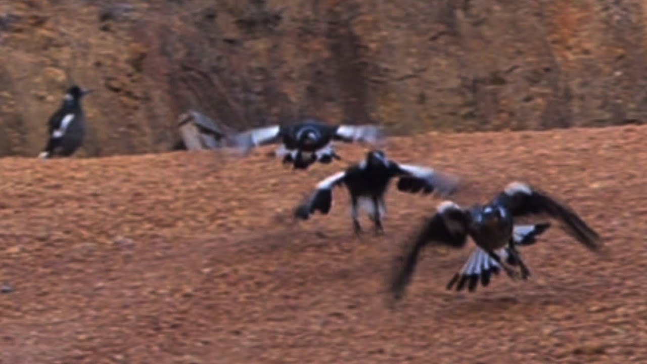 Magpie Mischief - Galah jumping and barrel rolling 🐧🦜🛢️ - YouTube