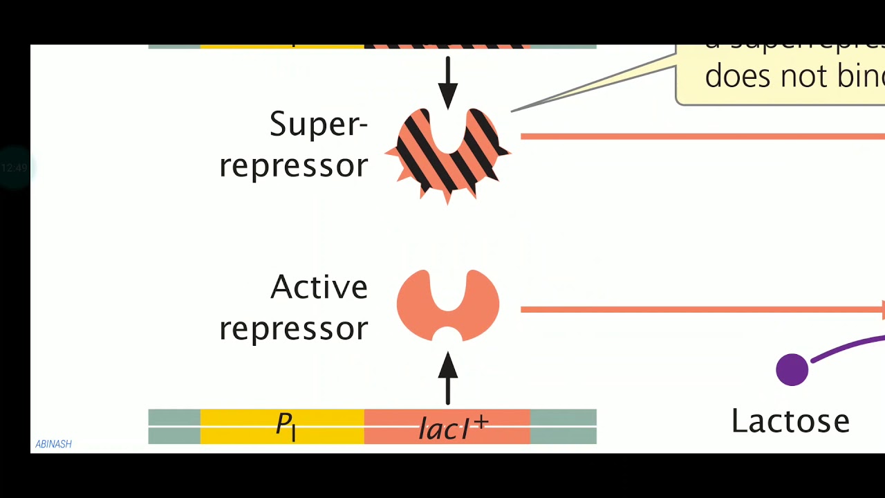 Lac operon mutation,partial diploid ,super repressor,complementary ...