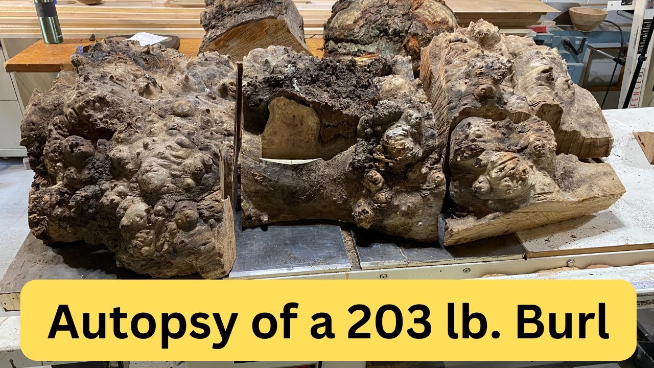 Autopsy of a 203 lb burl - YouTube