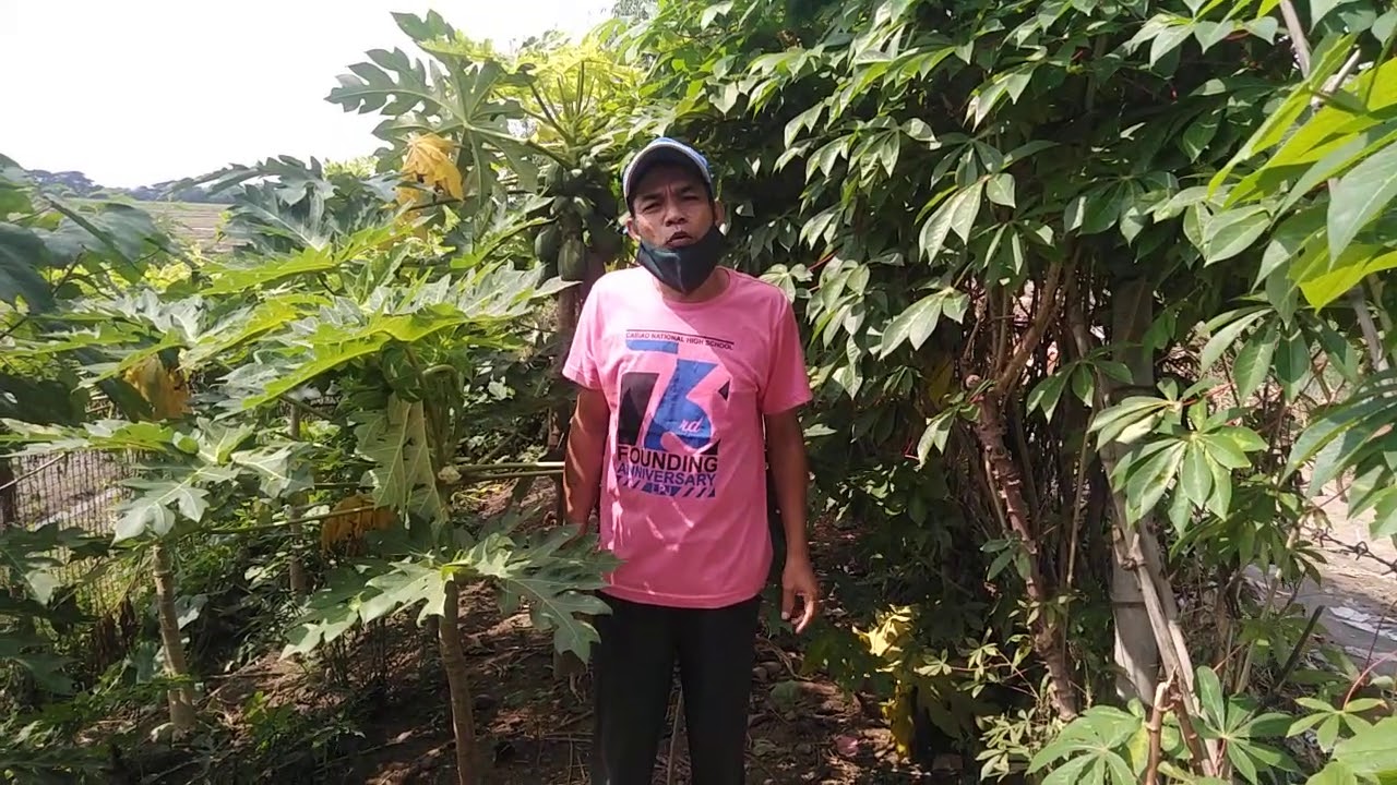 Halamang Gamot: Higad Higaran - YouTube