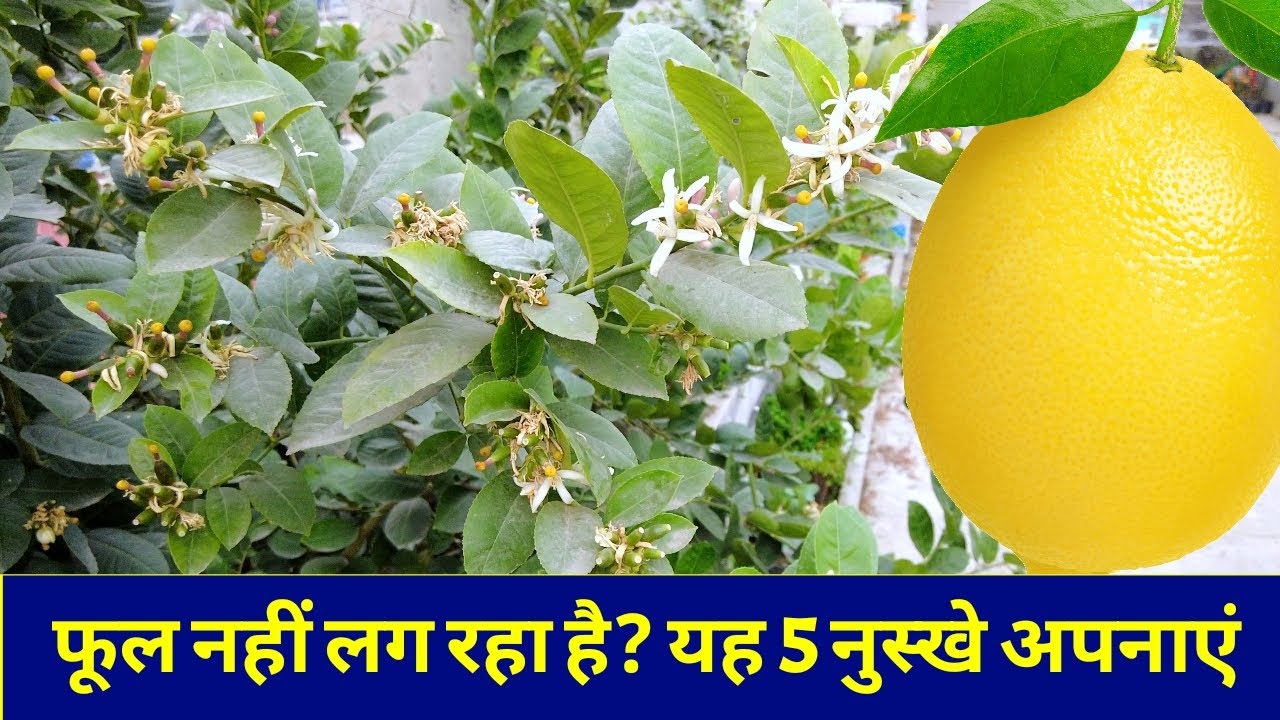Nimbu Ke Paudhe Par Phool Nahin a Rahe Kya Karen? कामयाब टिप्स जानिए ...