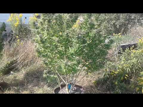 Super lemon haze outdoor grow update , getting some good colours on them and buds are stacking