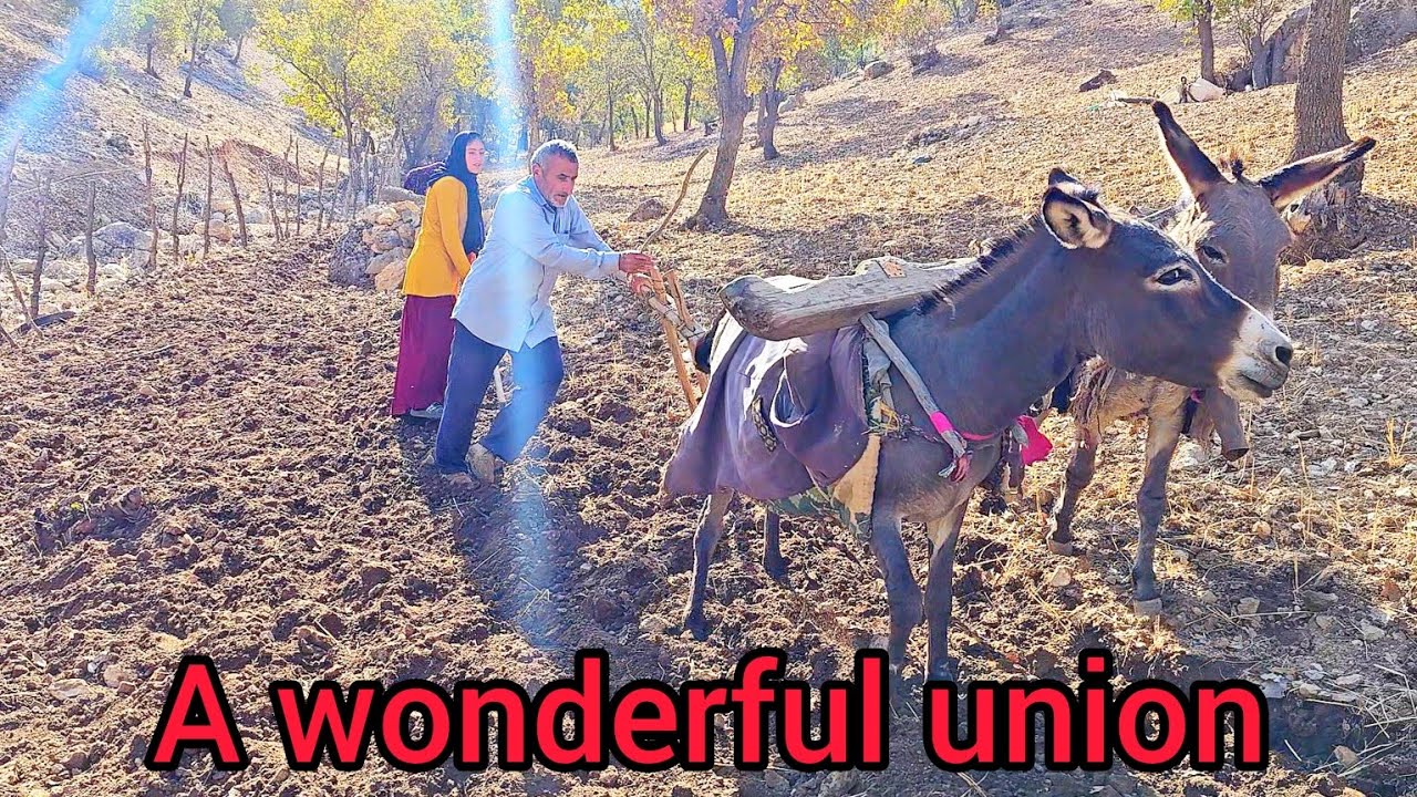 Exploring the Timeless Bond Between Humans and Working Animals in ...