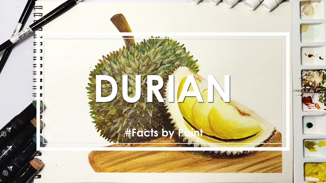 Durian water colour Painting / 13 Durian Facts / Indonesia Unique fruit ...