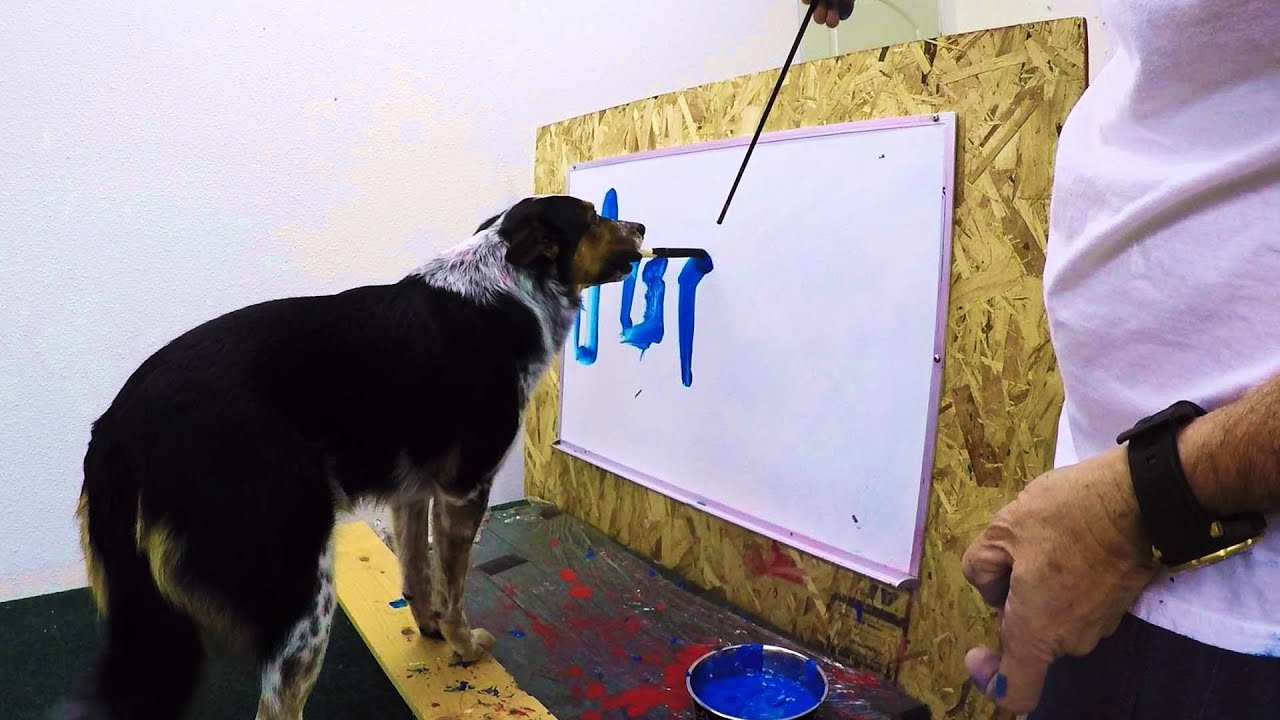 10 Best Trained & Disciplined Dogs in the World! - YouTube