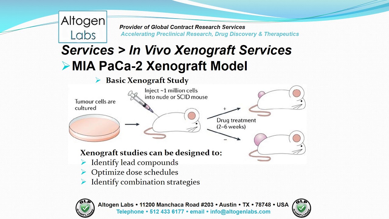 Altogen Labs MIA PaCa-2 Xenograft Service Pancreatic Cancer - YouTube