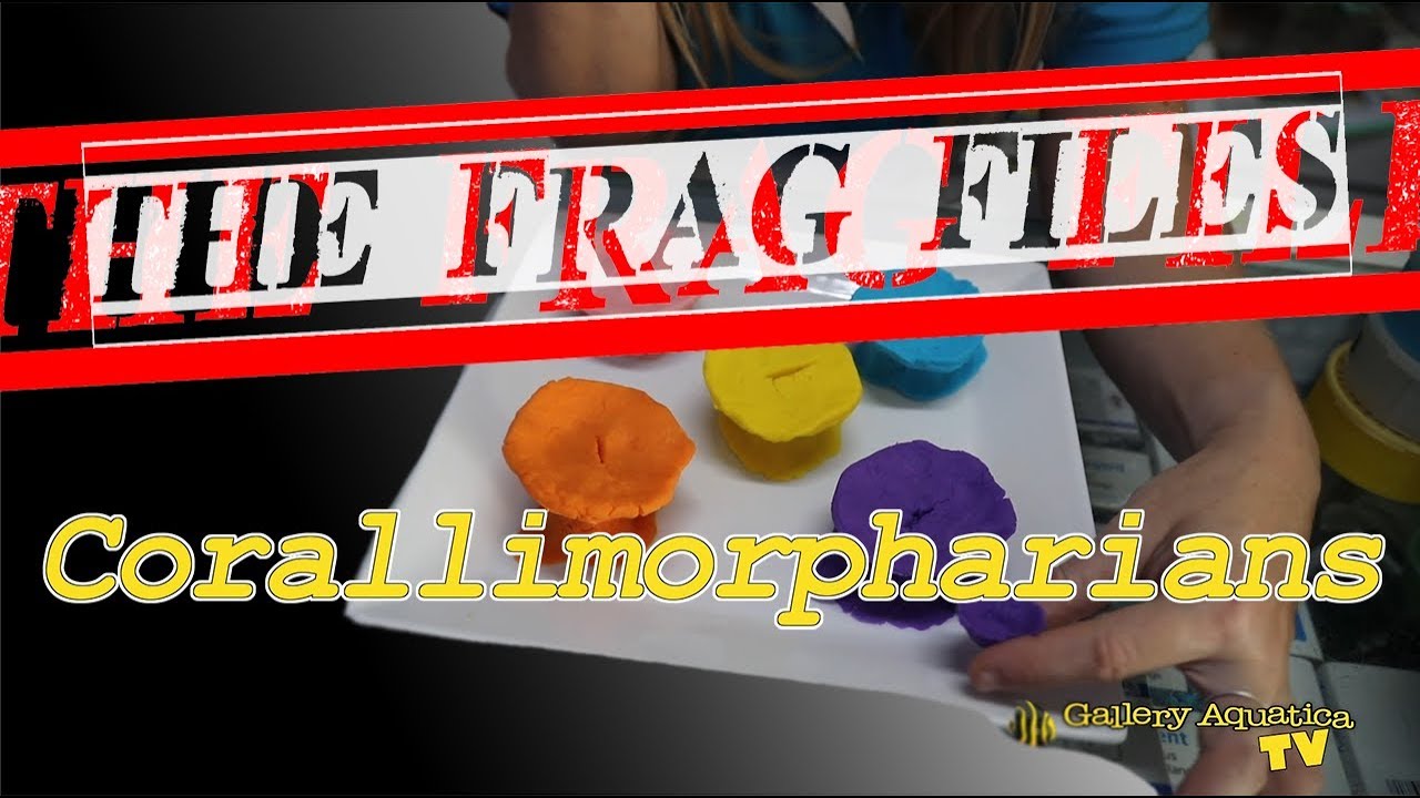The Frag Files: Corallimorpharians --- Gallery Aquatica TV - YouTube