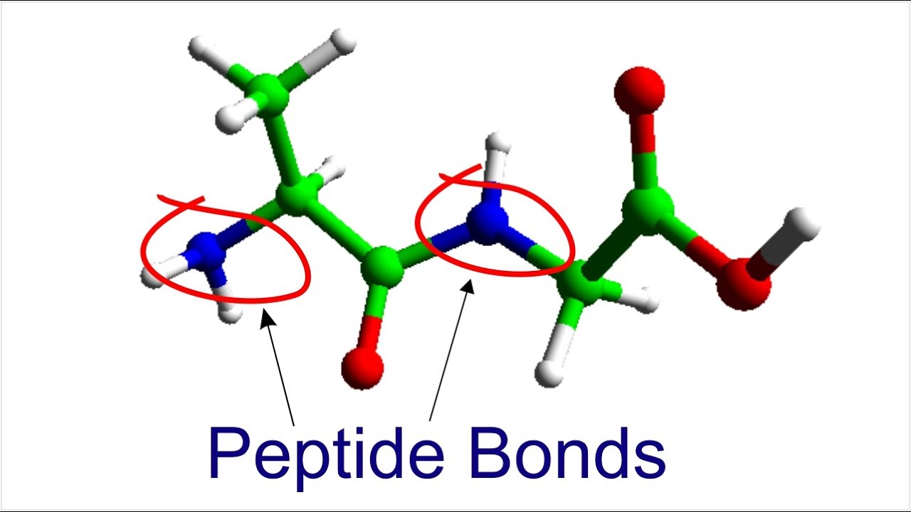 Peptide bonds or Amide linkages overview - YouTube