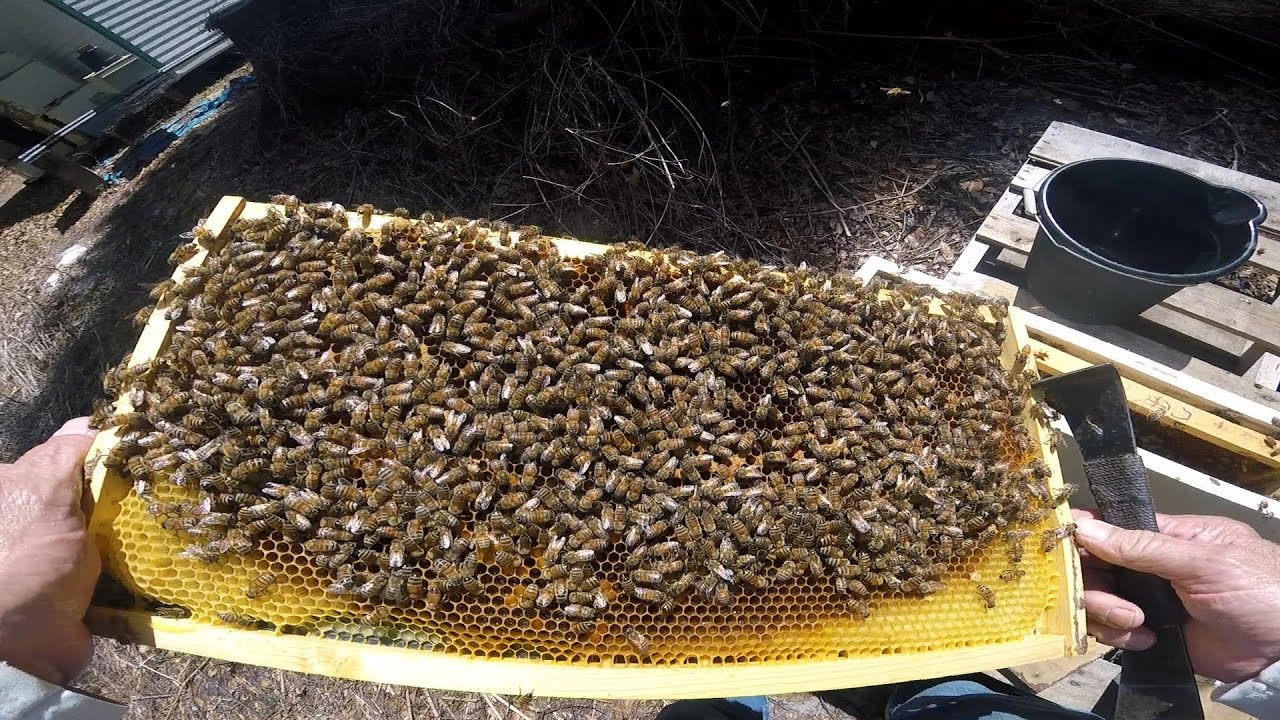 Check Two Frame Nucs For Mated Queens - YouTube