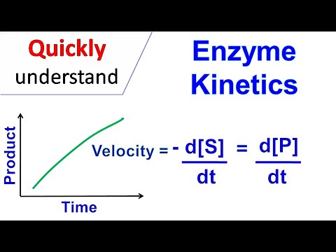What Is An Enzymes Initial Velocity