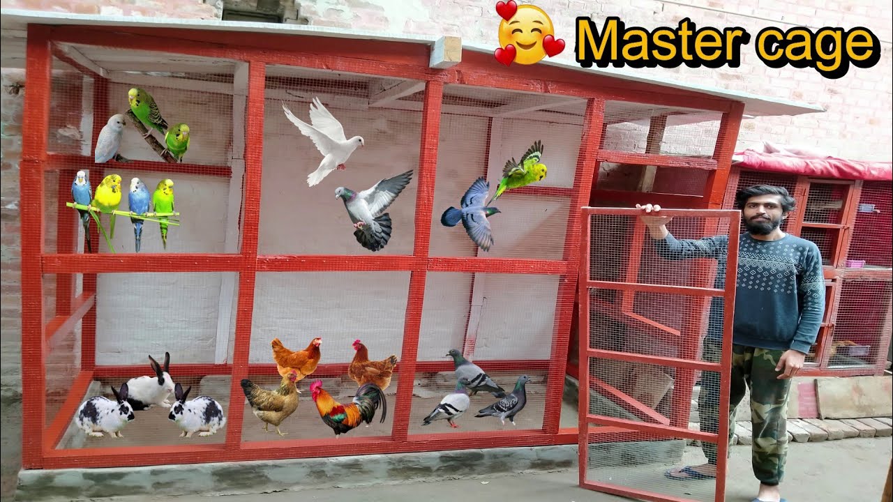 Master Cage Almost Completed 😍 New Cage For Birds | Pets Vlog | How To ...