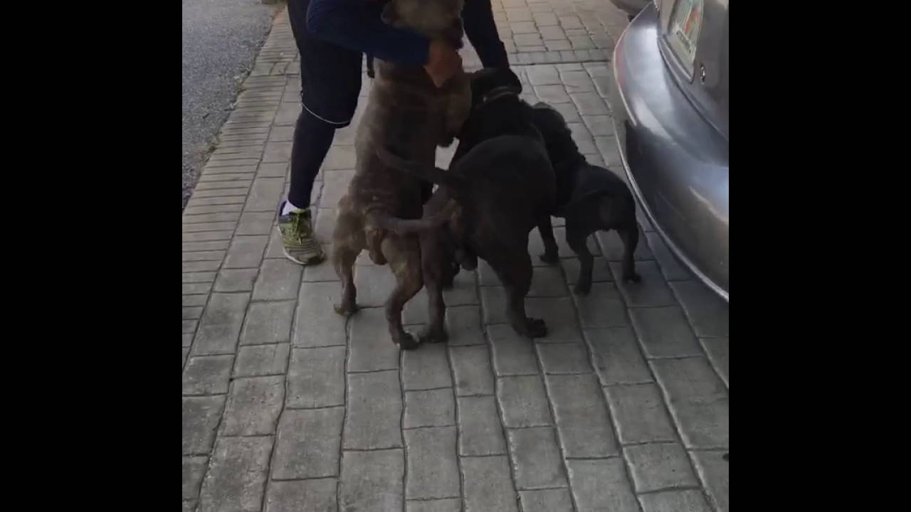 Roy Jones Jr. Dogs - YouTube
