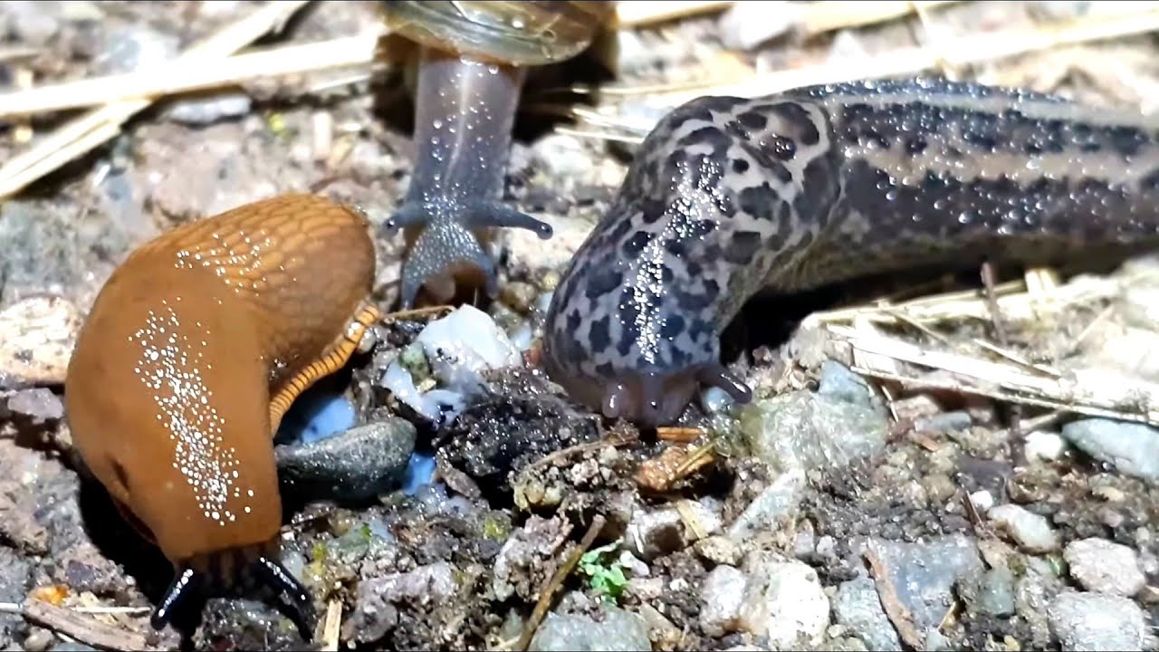 Limax Maximum is Sharing a Meal with Arion Rufus and a Snail - YouTube