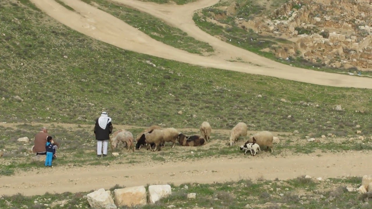 The Good Shepherd - Judean desert near the Herodian fortress (tomb of ...