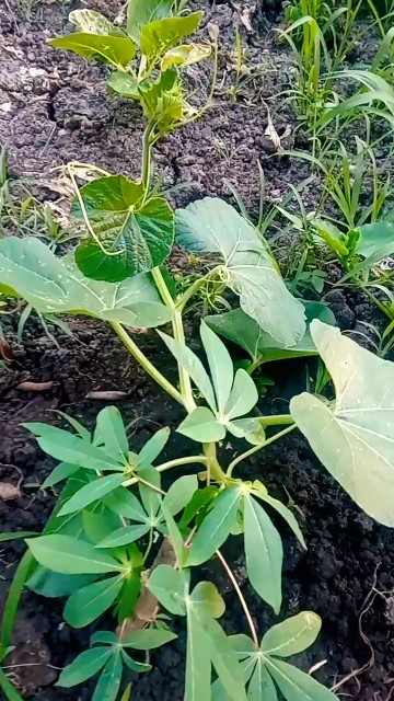 UPO Seedlings (Mayumi f1) 14 days after transplanting |#shorts # ...