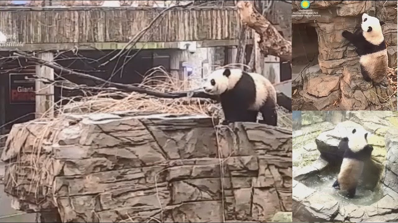 2022-03-09 Xiao Qi Ji ~ Filthy Fun Foraging on a Wet Wednesday - YouTube