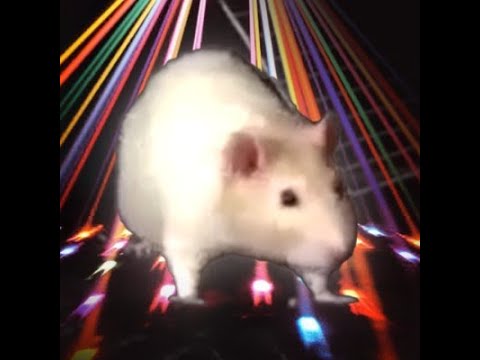 OSRS Ratjam kc with nothing but a dream - YouTube