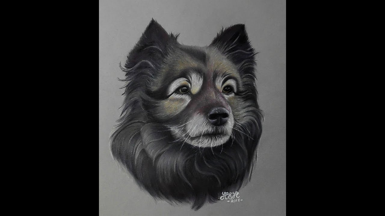Drawing dog portrait, Keeshond. - YouTube