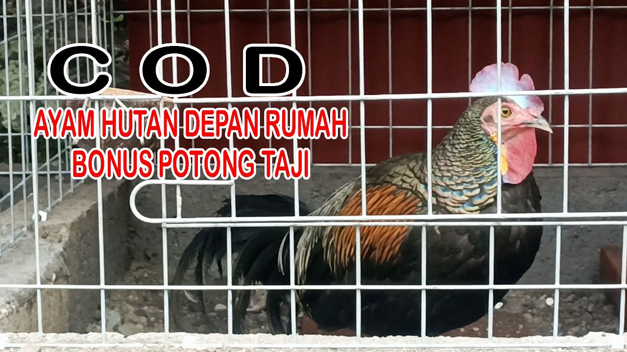 COD AYAM HUTAN DEPAN RUMAH BONUS POTONG TAJI - YouTube