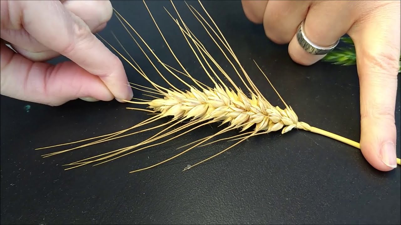 Diferencia entre espiga y panoja en Poaceae - YouTube