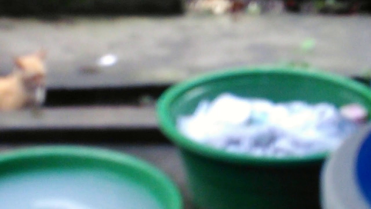 Cat Kyle 1 - YouTube