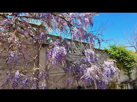 Odun Ateşinde pişirilmiş tavuk sote /Wood Fired Chicken Saute🌿🍃🌱