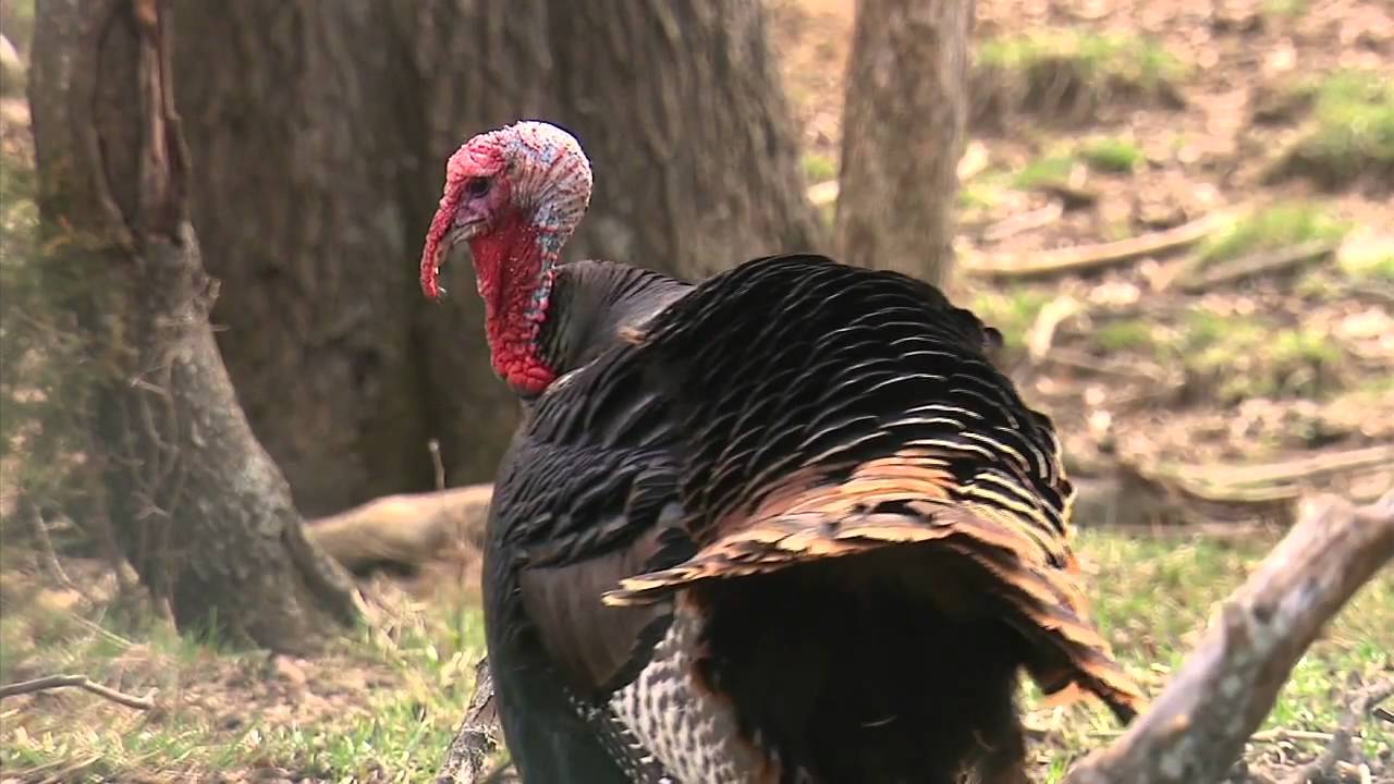 Bill's Custom Turkey Calls - YouTube