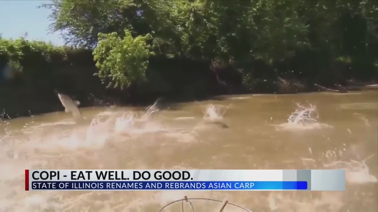 From invasive to inventive: ‘Asian Carp’ renamed to ‘Copi’ - YouTube