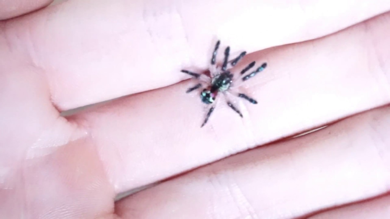 Handling Typhochlaena seladonia - Worlds most beautiful spider? - YouTube