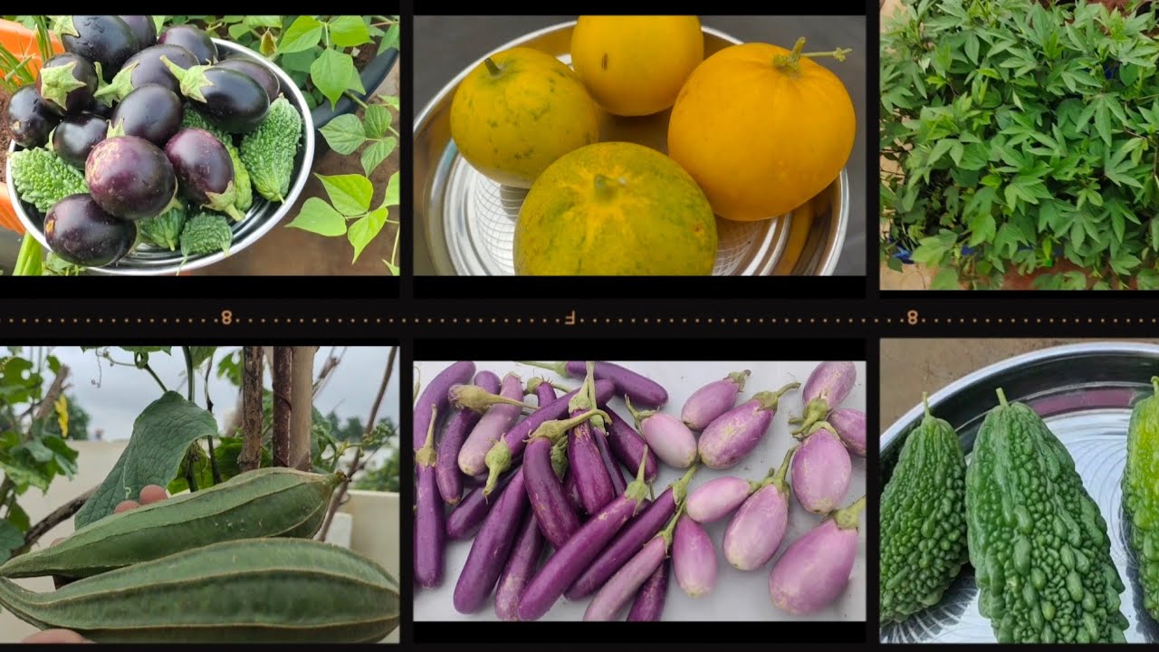 #organic gardening#harvest@UGGUS kITCHEN AND GARDENING - YouTube