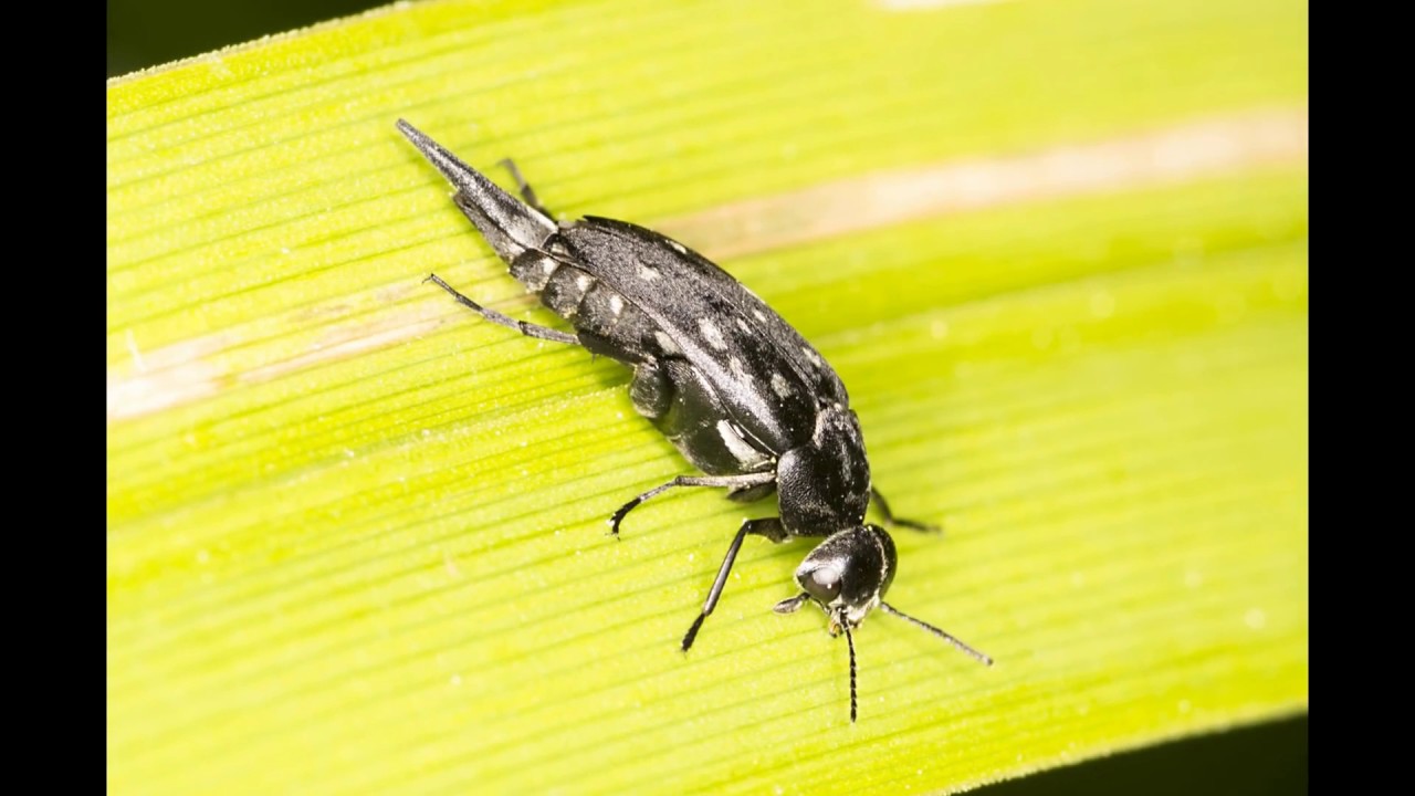 Hyönteisiä | Insects @Finland - YouTube