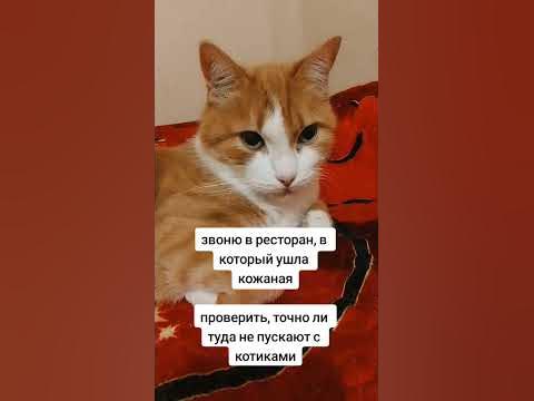 кот звонит в ресторан - YouTube