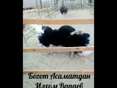 Tuyaqush raqsga tushyabdi (Hulkar Abdullayeva) - YouTube